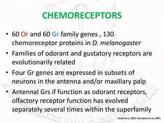 Genomics of Insect Chemoreception | PPT