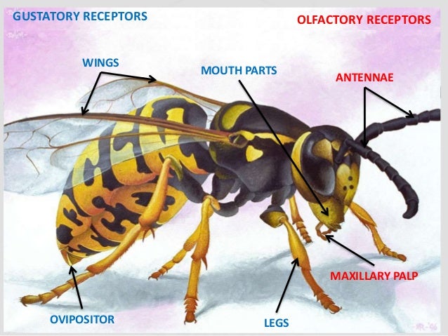 Genomics of Insect Chemoreception