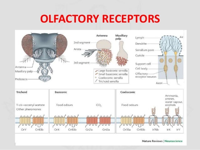 Genomics of Insect Chemoreception