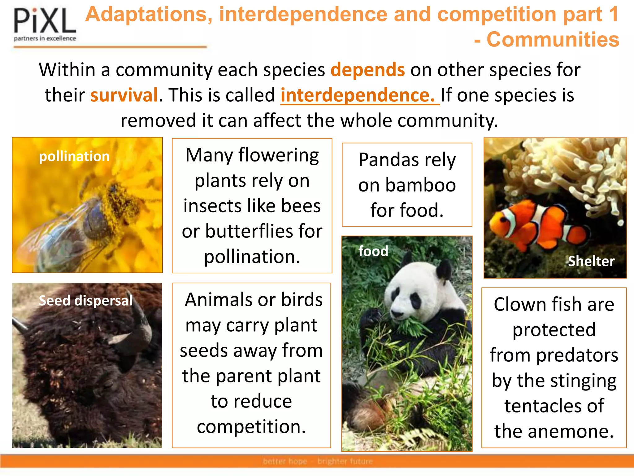 7 ecology knowit.pptx