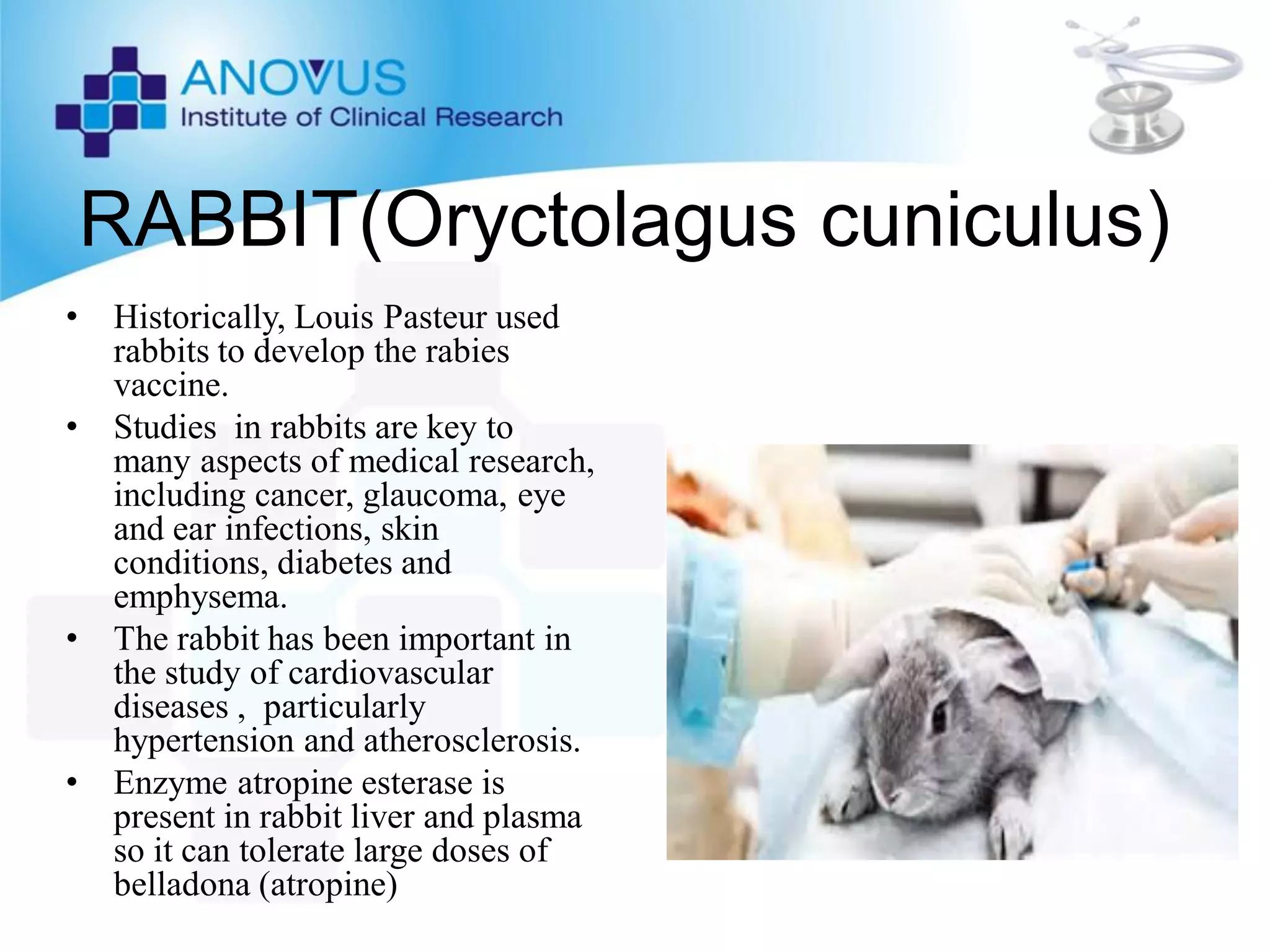 PRE-CLINICAL LAB ANIMALS ppt | PDF