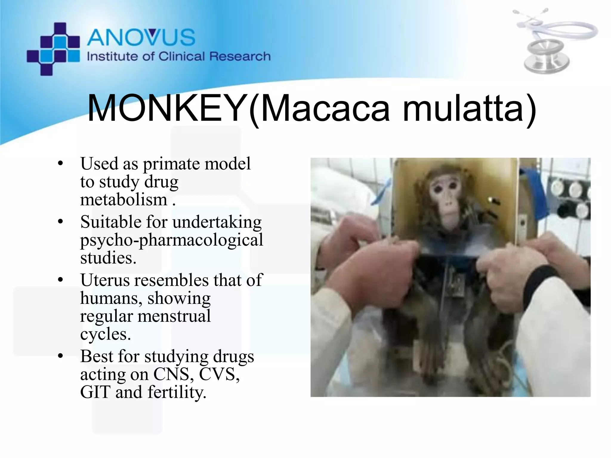 PRE-CLINICAL LAB ANIMALS ppt | PDF