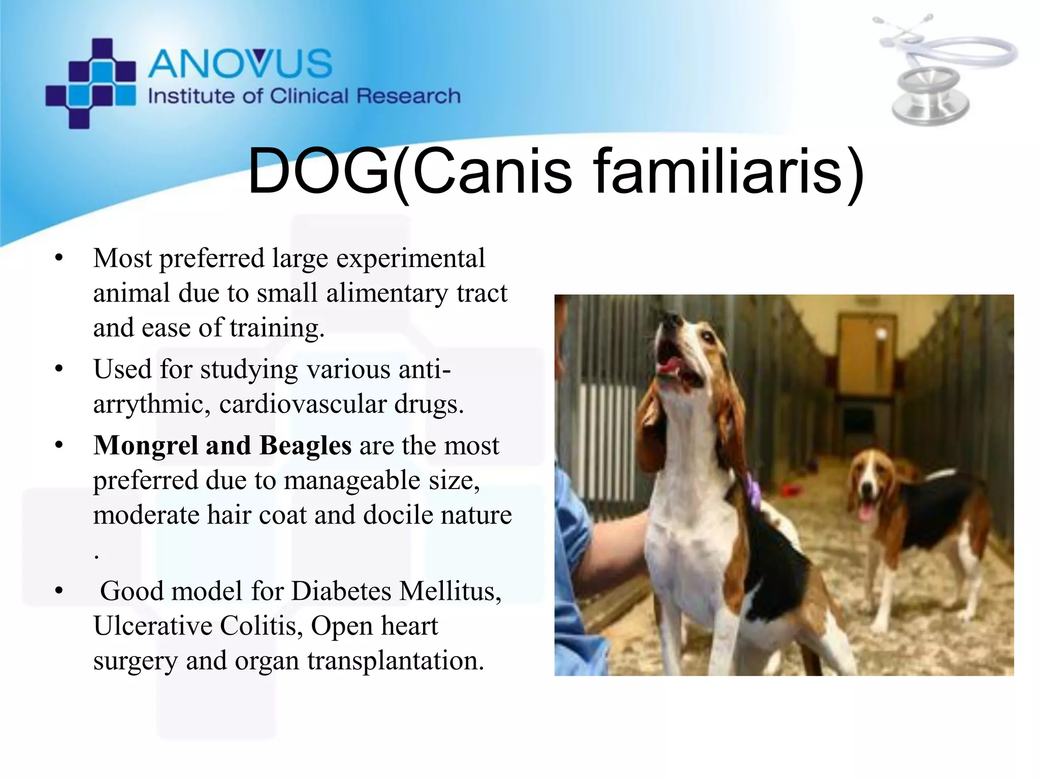 PRE-CLINICAL LAB ANIMALS ppt | PDF
