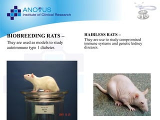 PRE-CLINICAL LAB ANIMALS ppt | PDF