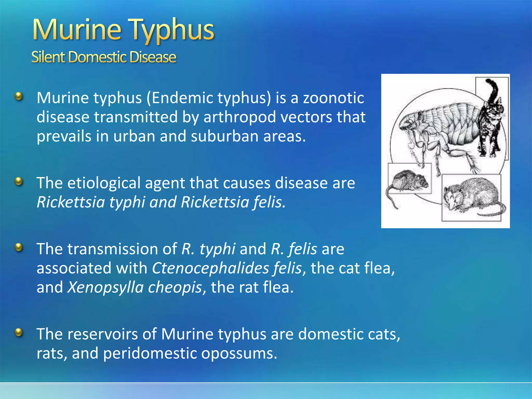 Murine Typhus | PPTX