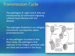 Murine Typhus | PPTX