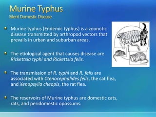 Murine Typhus Symptoms