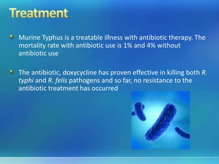 Murine Typhus Symptoms