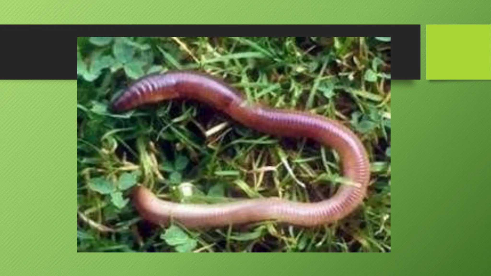 7 E’S LESSON PLAN IN SCIENCE.pptx