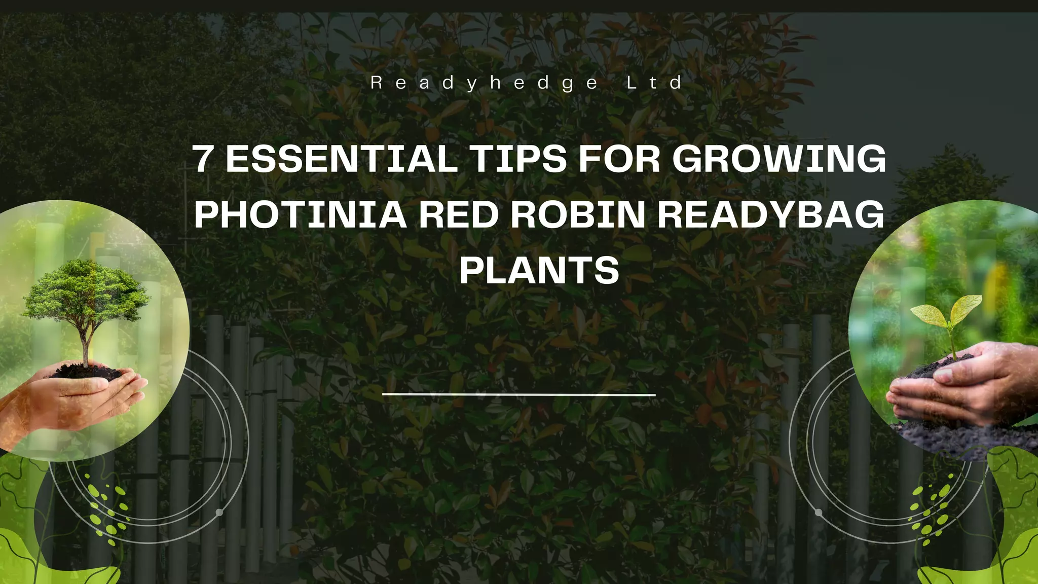 7 Essential Tips for Growing Photinia Red Robin Readybag Plants.pdf ...
