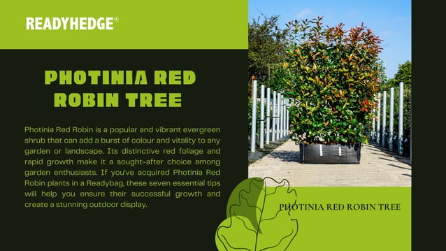 7 Essential Tips for Growing Photinia Red Robin Readybag Plants.pdf