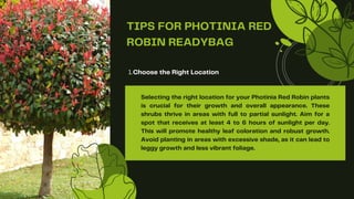 7 Essential Tips for Growing Photinia Red Robin Readybag Plants.pdf ...