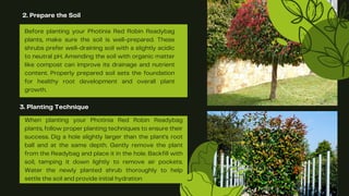 7 Essential Tips for Growing Photinia Red Robin Readybag Plants.pdf ...