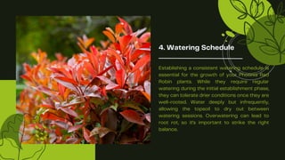 7 Essential Tips for Growing Photinia Red Robin Readybag Plants.pdf ...