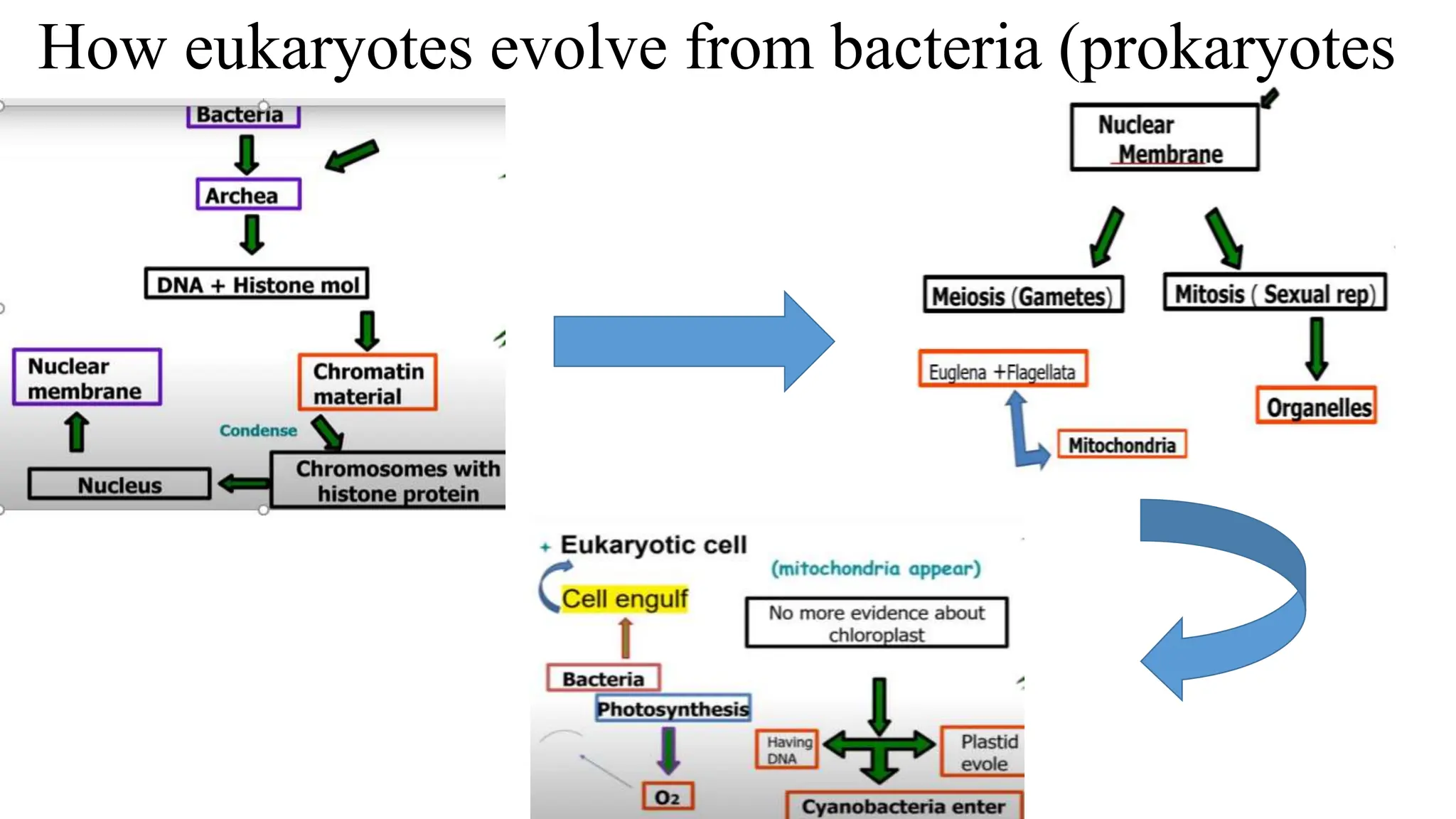 Evolutionary tendencies of bacteria.pptx