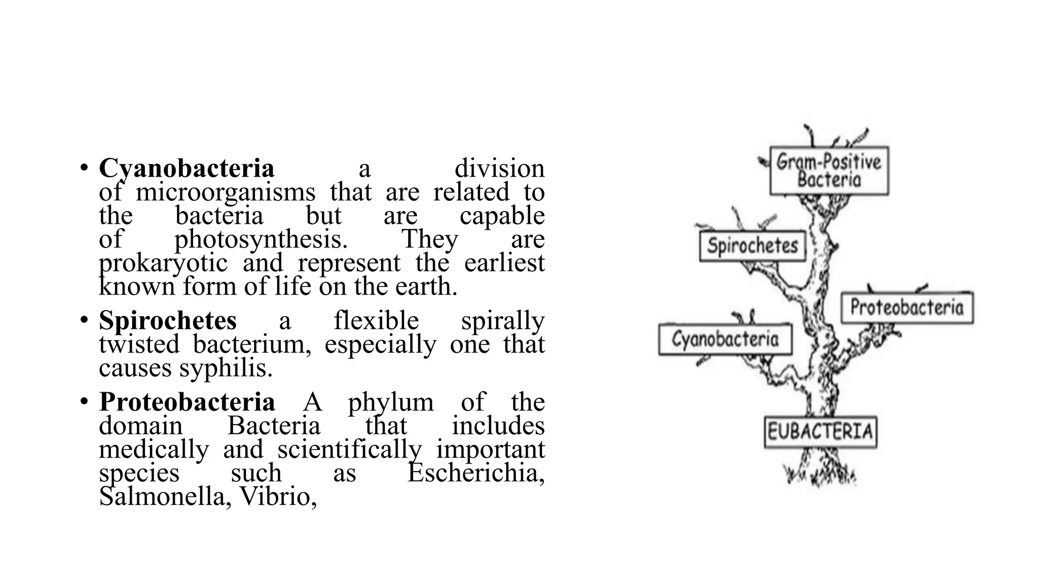 Evolutionary tendencies of bacteria.pptx