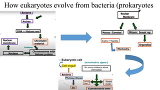 Evolutionary tendencies of bacteria.pptx