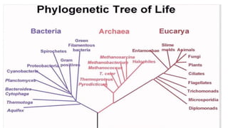 Evolutionary tendencies of bacteria.pptx