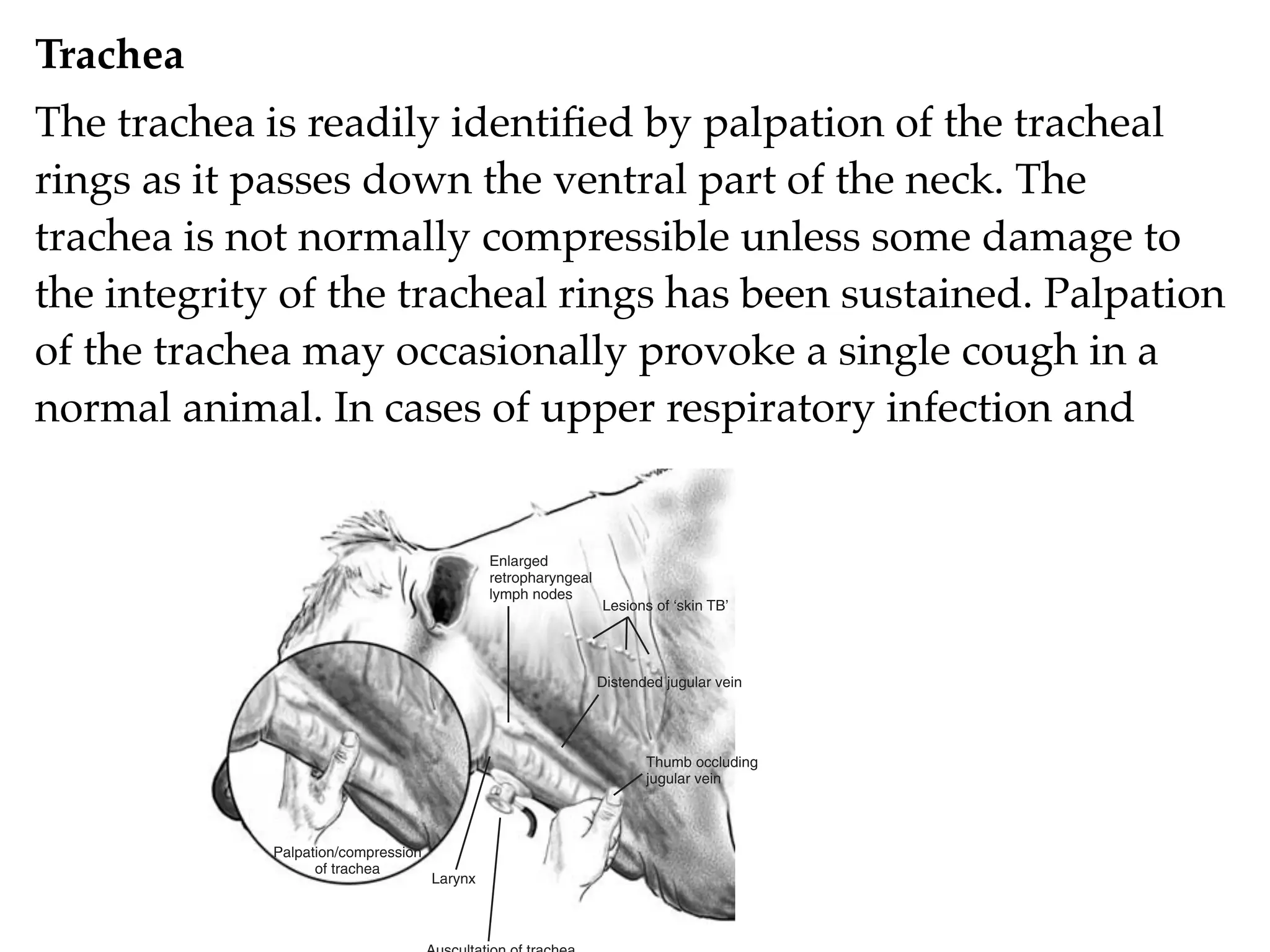 7 examination of respiratory system | PDF