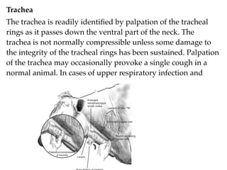 7 examination of respiratory system | PDF
