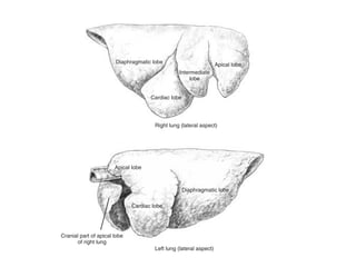7 examination of respiratory system | PDF