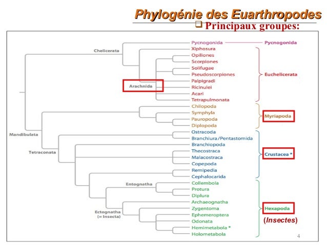 7-exposé arthropodes