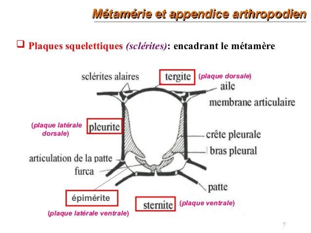 7-exposé arthropodes