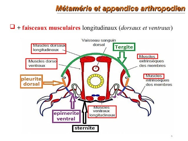 7-exposé arthropodes