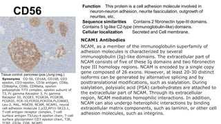 IHC Markers and Antibodies | PPTX