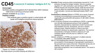 IHC Markers and Antibodies | PPTX