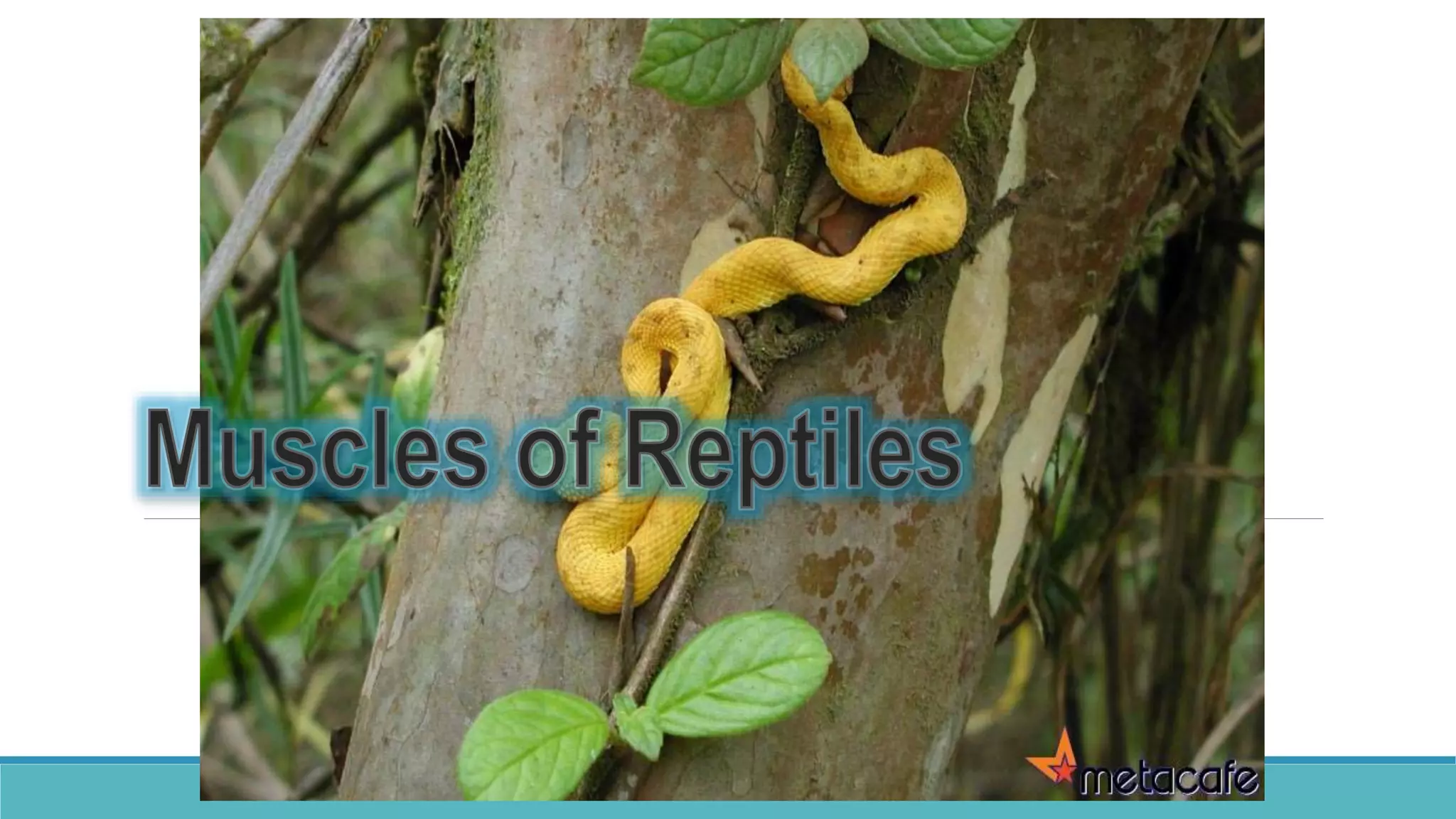 VERTEBRATE COMPARATIVE ANATOMY OF MUSCULAR SYSTEM | PPTX