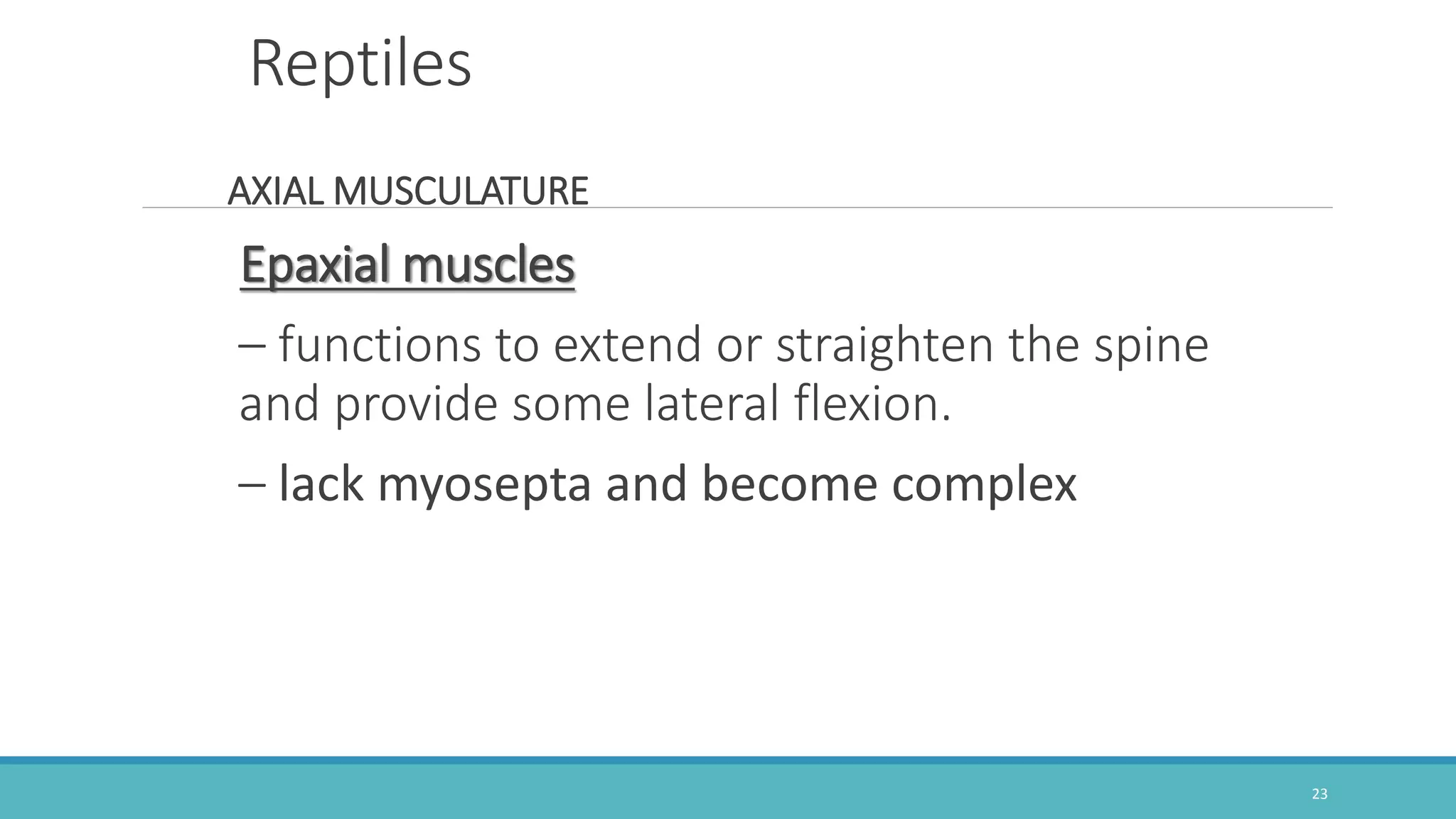 VERTEBRATE COMPARATIVE ANATOMY OF MUSCULAR SYSTEM | PPTX