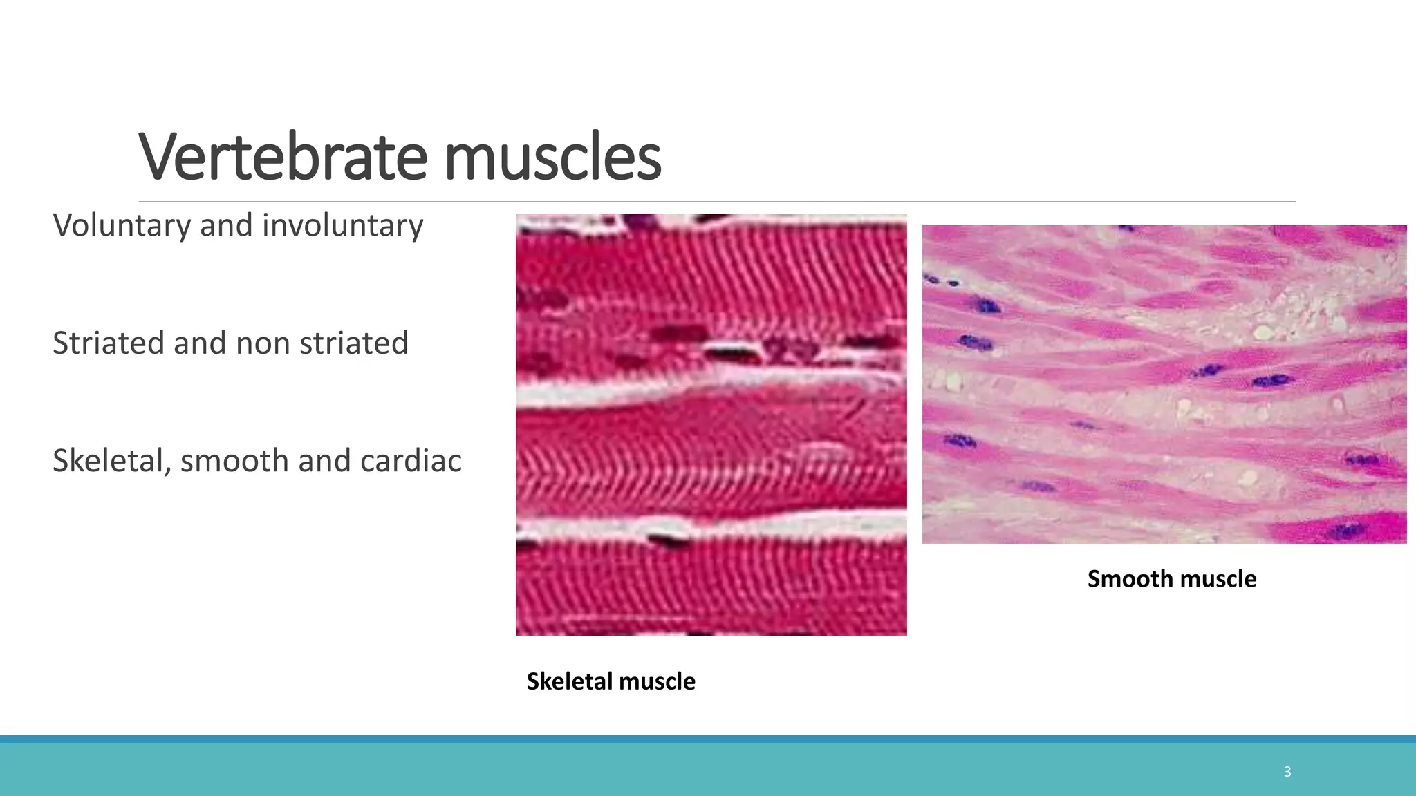 VERTEBRATE COMPARATIVE ANATOMY OF MUSCULAR SYSTEM | PPTX