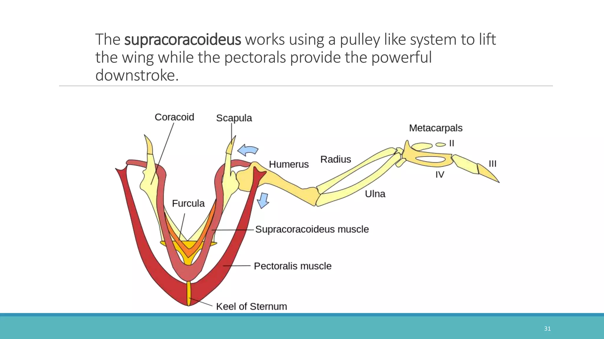 VERTEBRATE COMPARATIVE ANATOMY OF MUSCULAR SYSTEM | PPTX