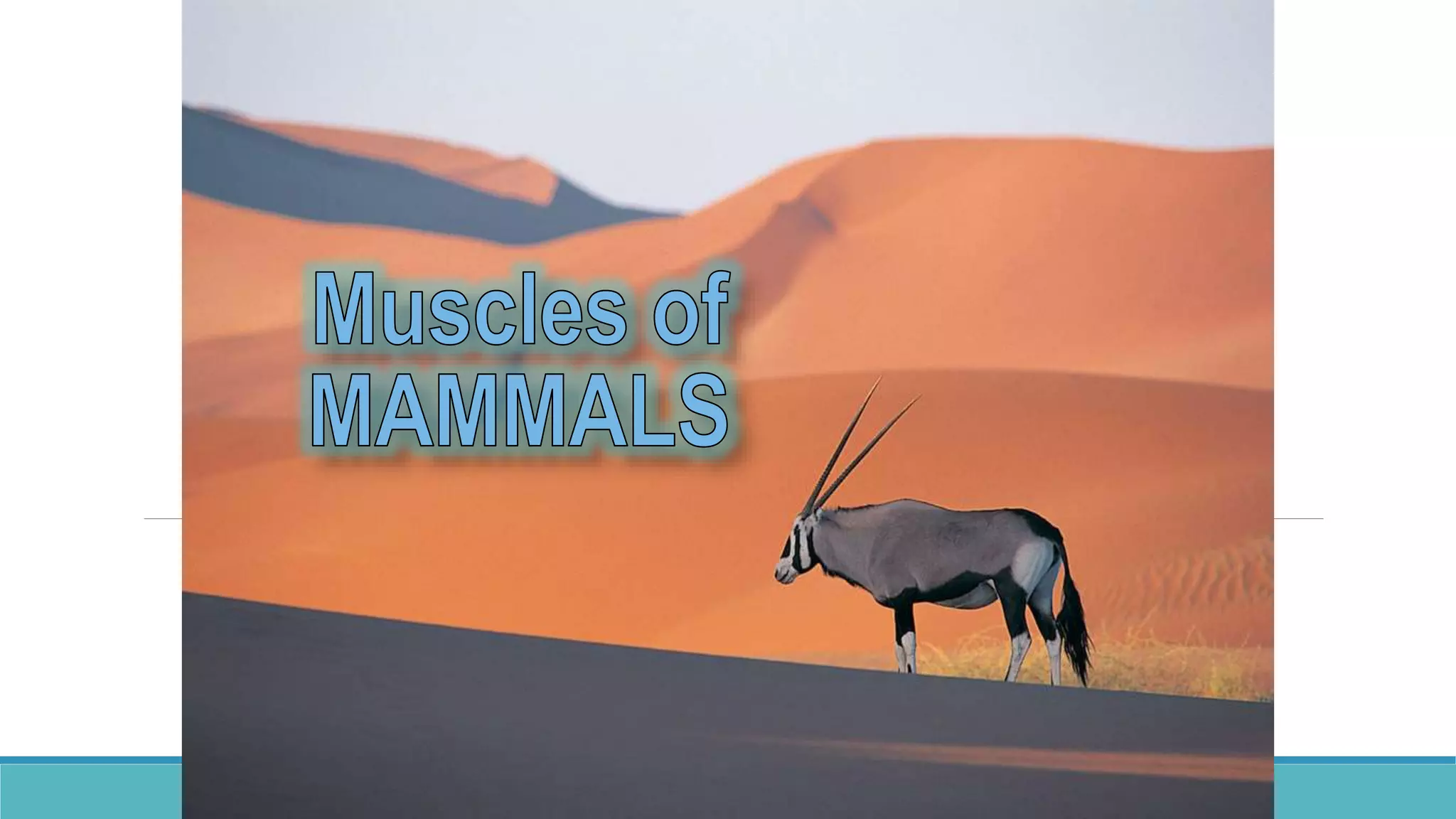 VERTEBRATE COMPARATIVE ANATOMY OF MUSCULAR SYSTEM | PPTX