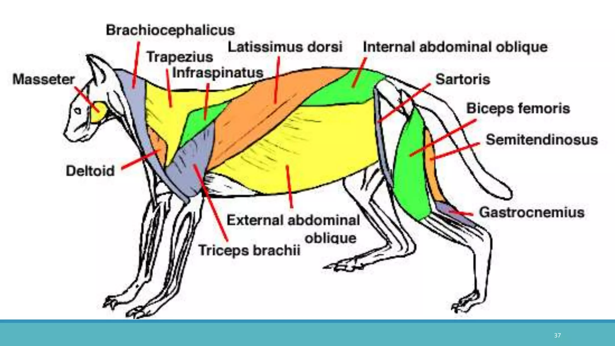VERTEBRATE COMPARATIVE ANATOMY OF MUSCULAR SYSTEM | PPTX