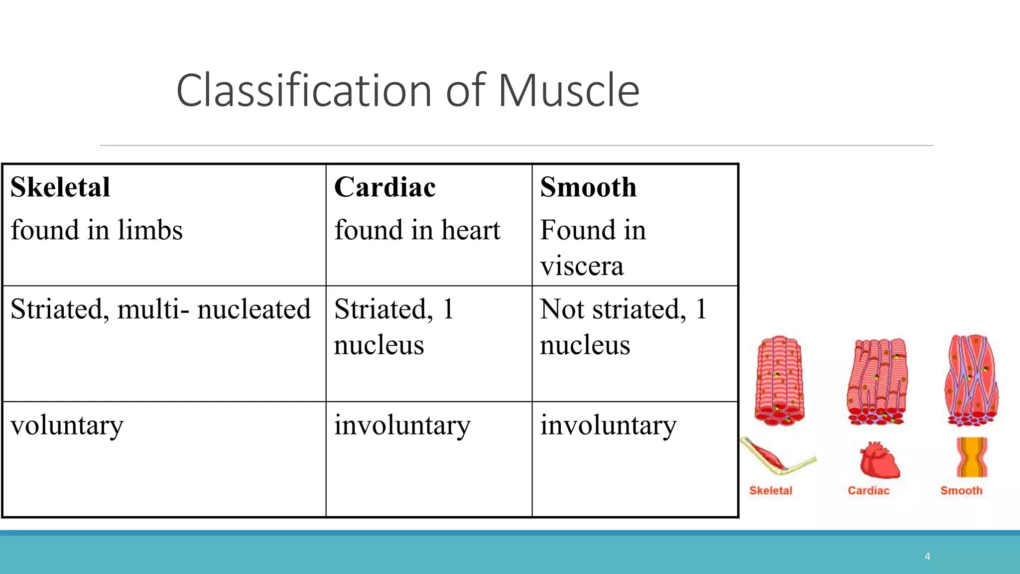 VERTEBRATE COMPARATIVE ANATOMY OF MUSCULAR SYSTEM | PPTX