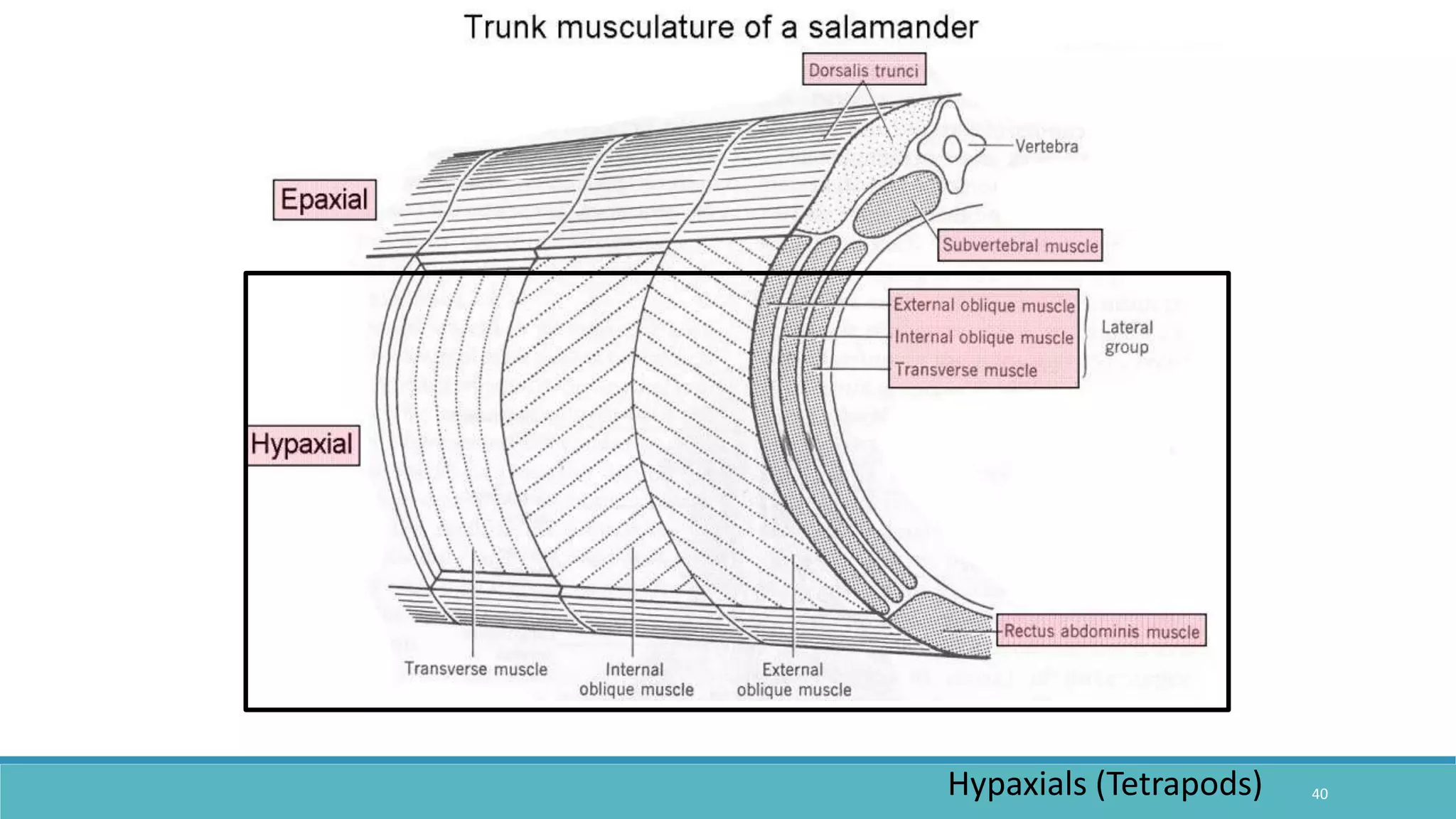 VERTEBRATE COMPARATIVE ANATOMY OF MUSCULAR SYSTEM | PPTX