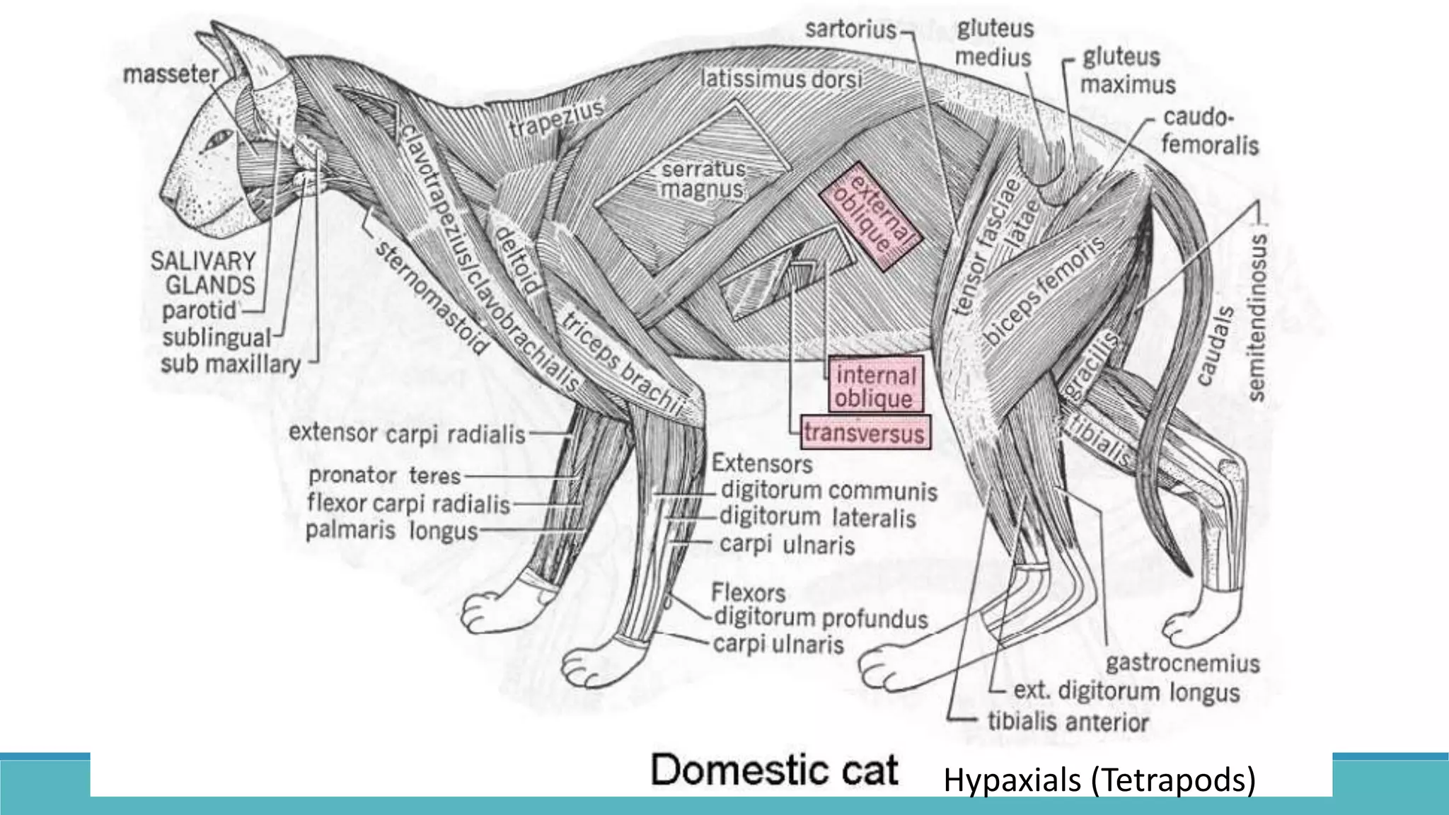 VERTEBRATE COMPARATIVE ANATOMY OF MUSCULAR SYSTEM | PPTX