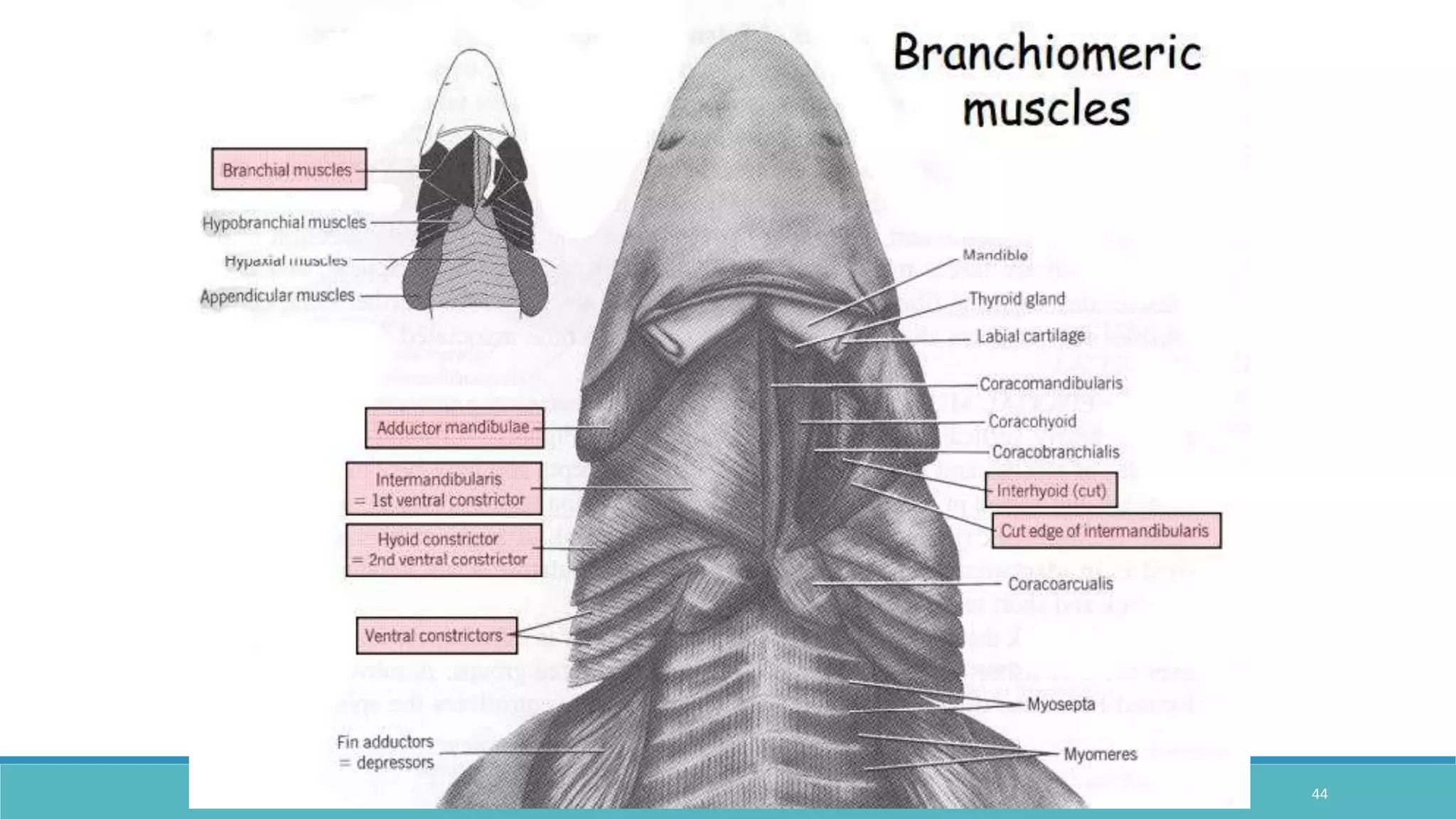 VERTEBRATE COMPARATIVE ANATOMY OF MUSCULAR SYSTEM | PPTX