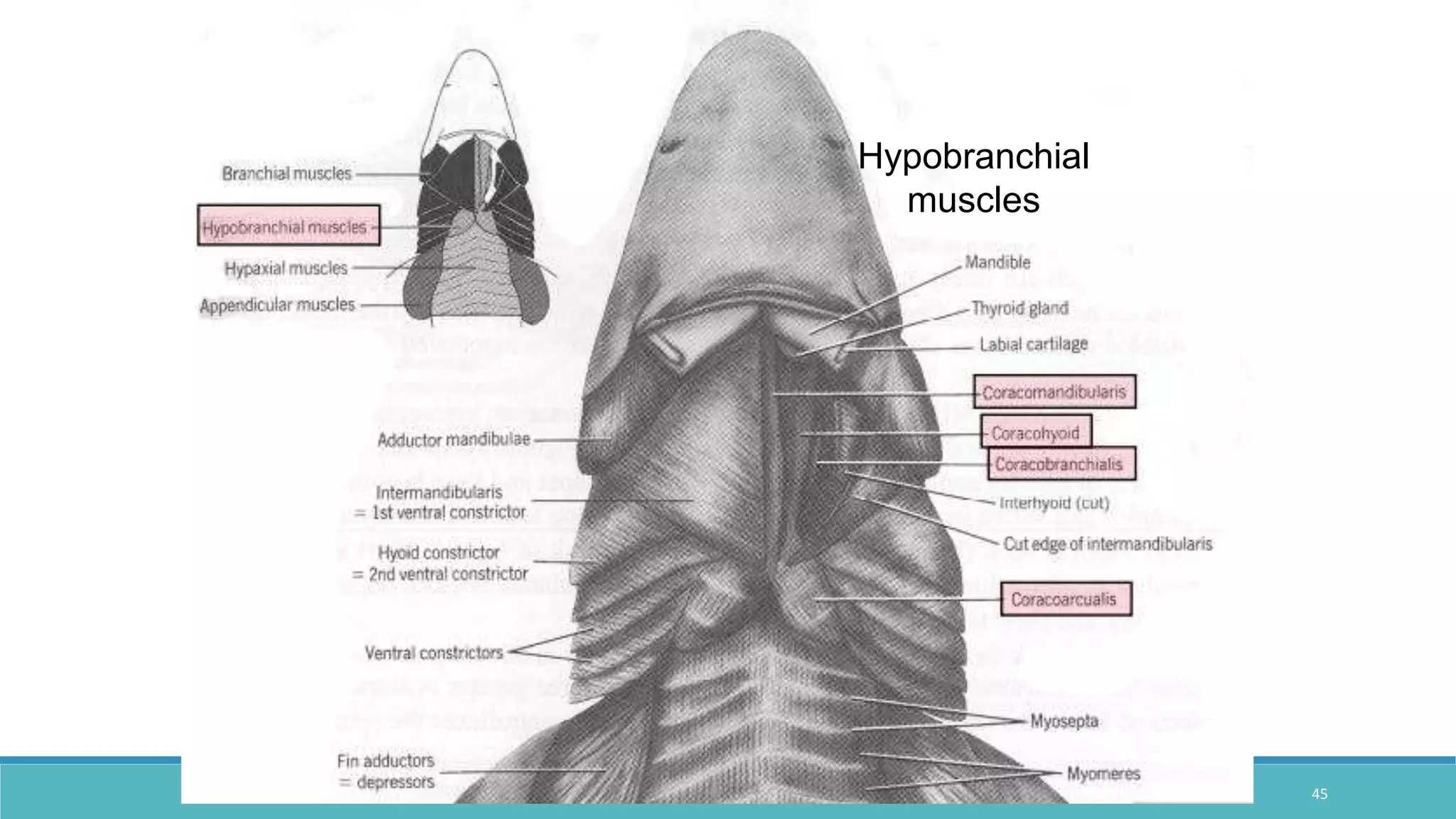 VERTEBRATE COMPARATIVE ANATOMY OF MUSCULAR SYSTEM | PPTX