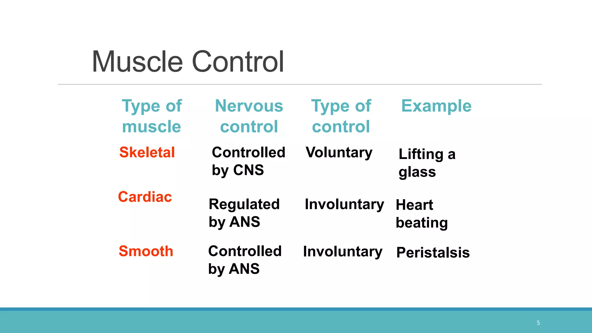 VERTEBRATE COMPARATIVE ANATOMY OF MUSCULAR SYSTEM | PPTX
