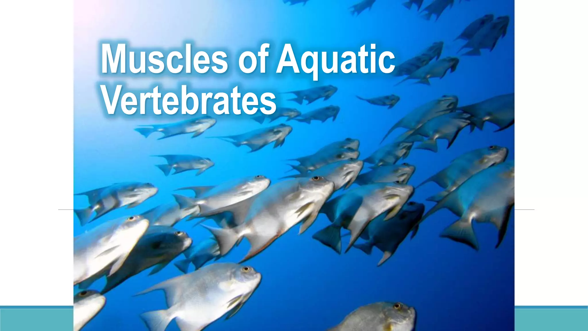 VERTEBRATE COMPARATIVE ANATOMY OF MUSCULAR SYSTEM | PPTX