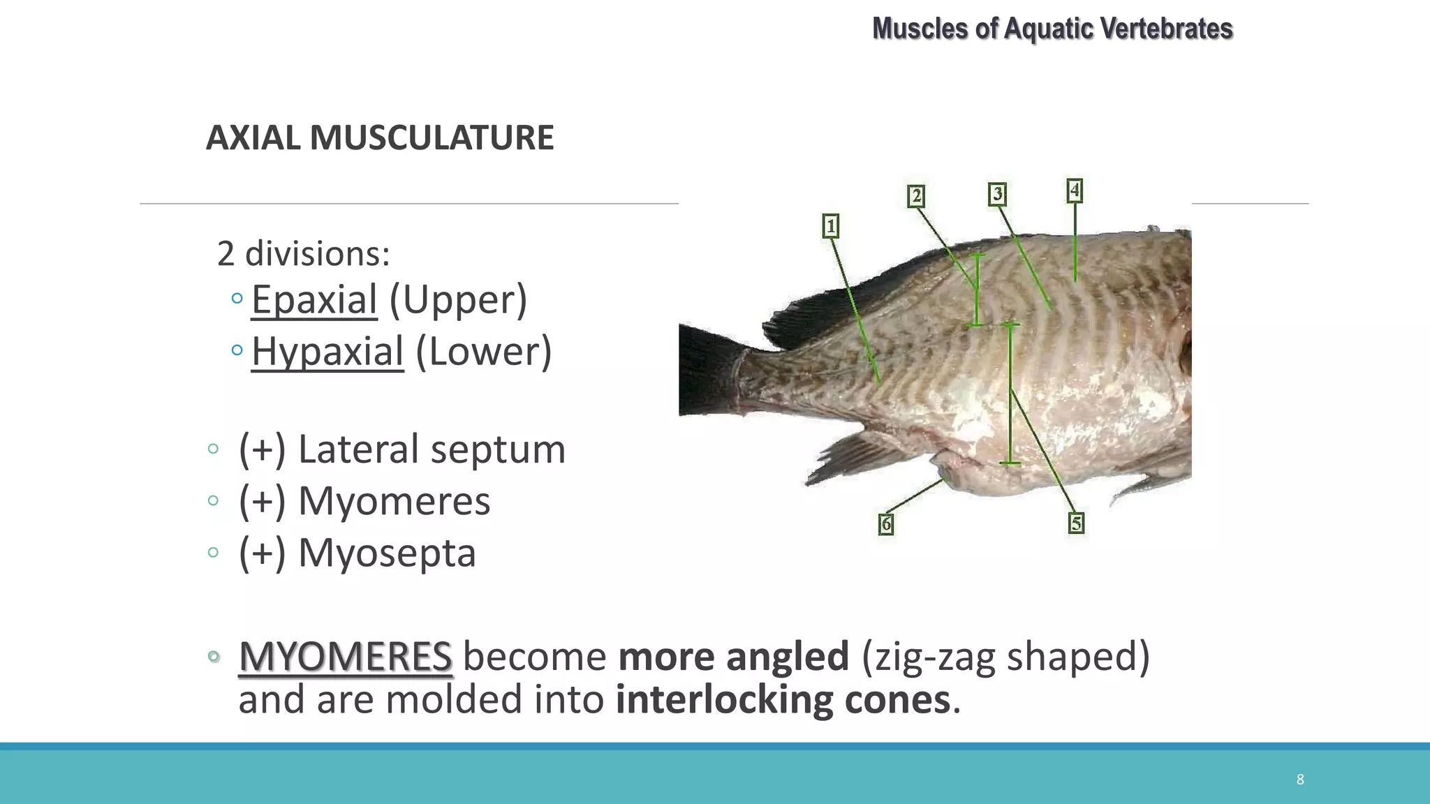 VERTEBRATE COMPARATIVE ANATOMY OF MUSCULAR SYSTEM | PPTX
