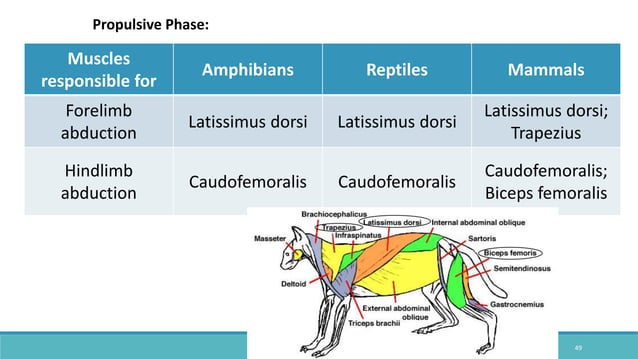VERTEBRATE COMPARATIVE ANATOMY OF MUSCULAR SYSTEM | PPTX