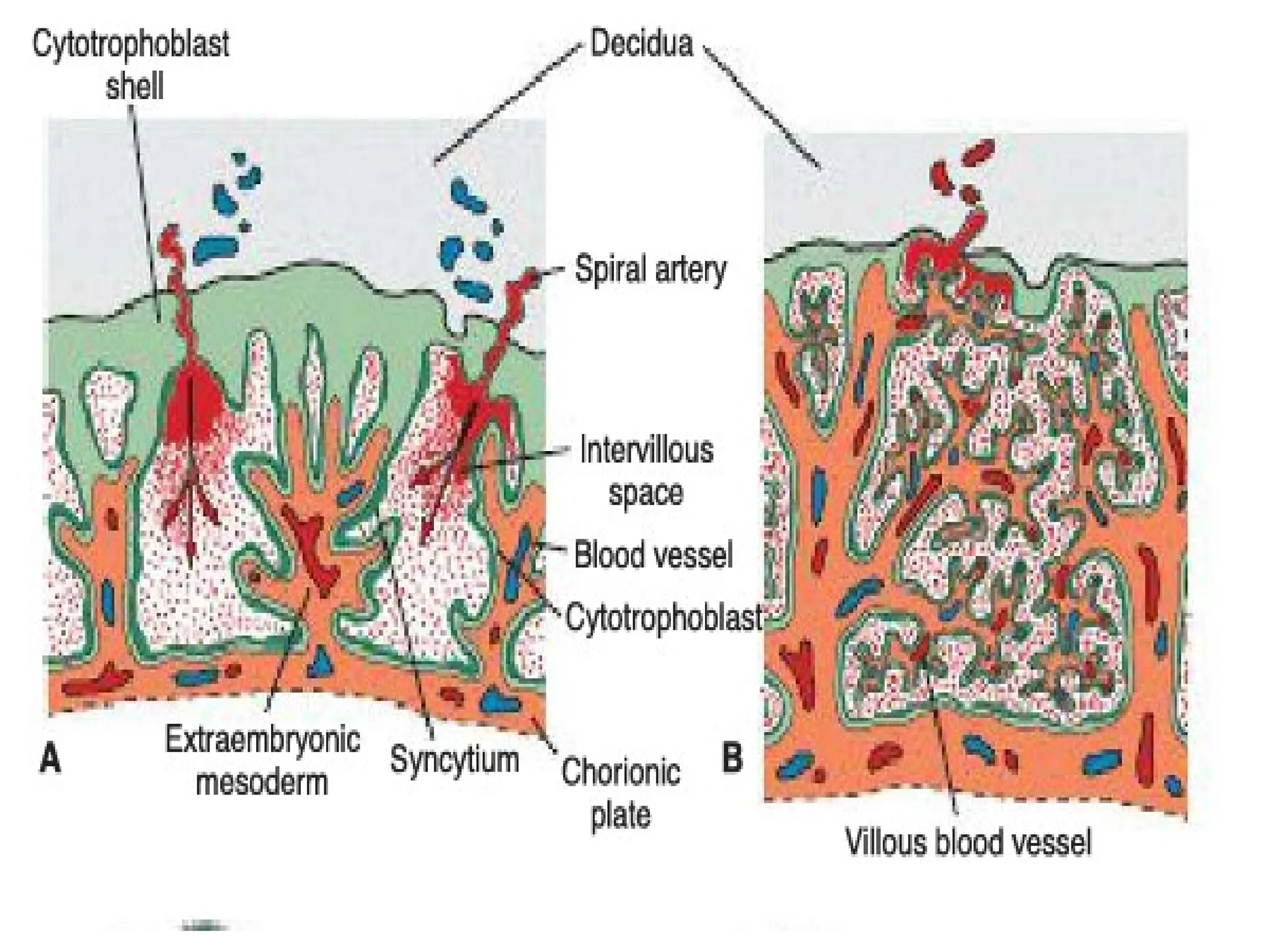Embryological development of fetal membrane and placenta.pptx