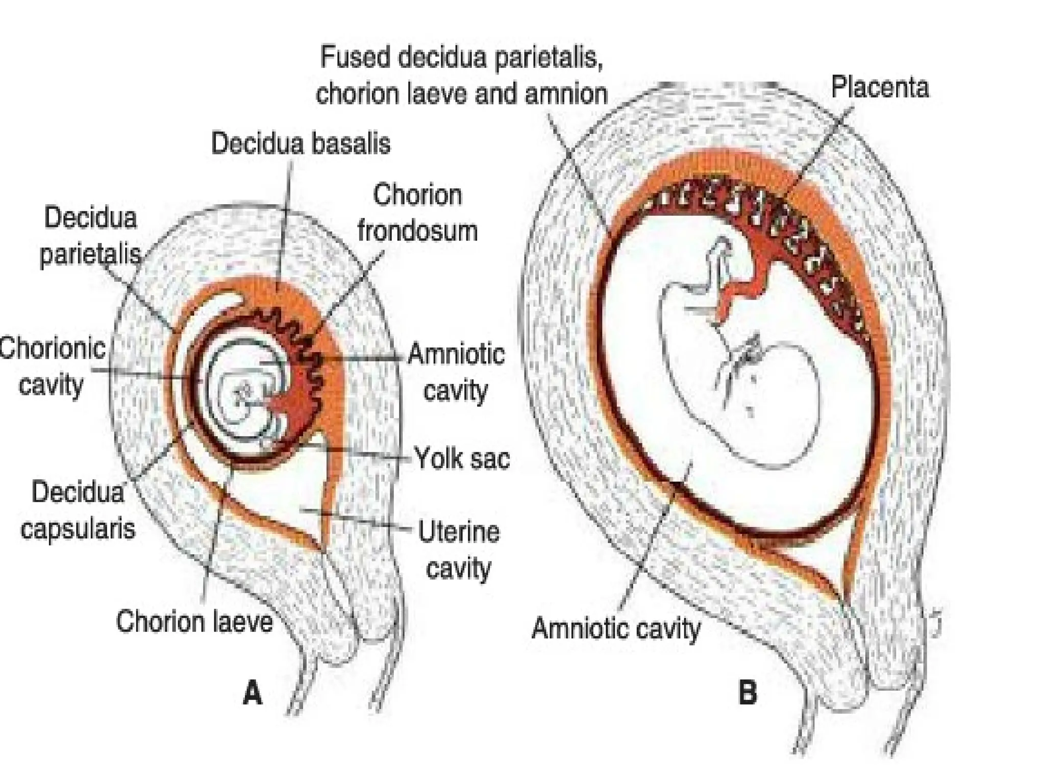 Embryological development of fetal membrane and placenta.pptx