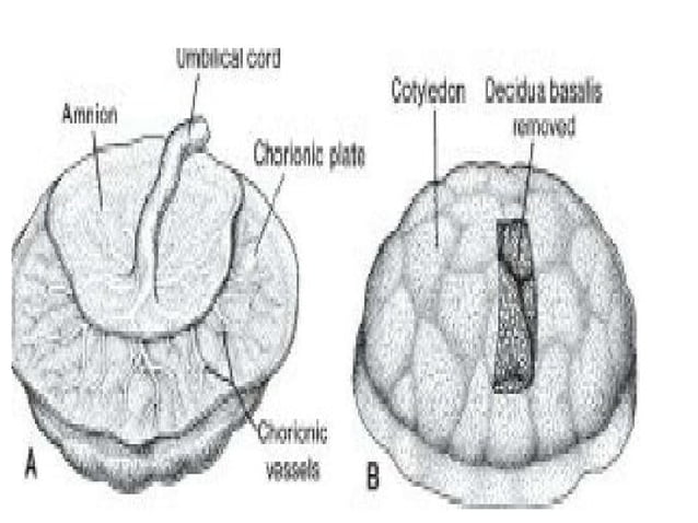 Embryological development of fetal membrane and placenta.pptx