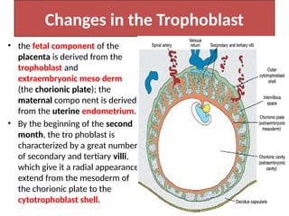 Embryological development of fetal membrane and placenta.pptx