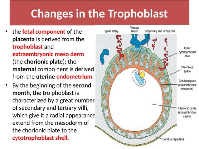 Embryological development of fetal membrane and placenta.pptx